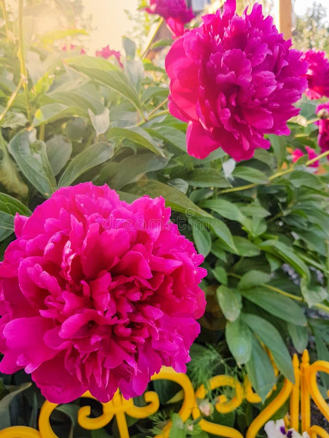 Bright Red Peony Bloomed in Early Spring in the Open, on a Flower Bed ...