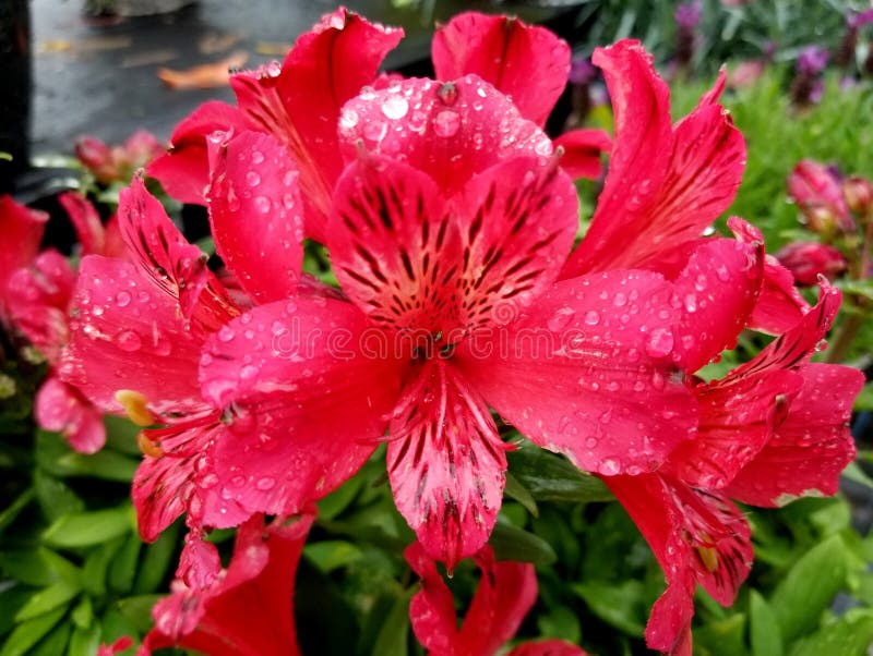 Bright Red Peruvian Lily Flowers with Raindrops Stock Image - Image of ...