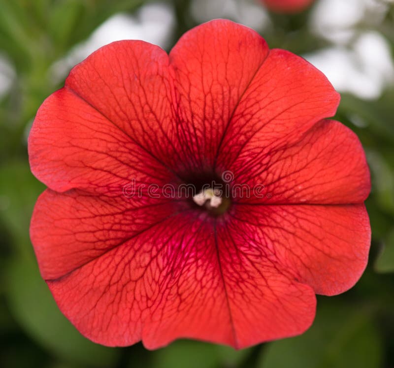 Bright red petunia stock image. Image of flower, growth - 88761459