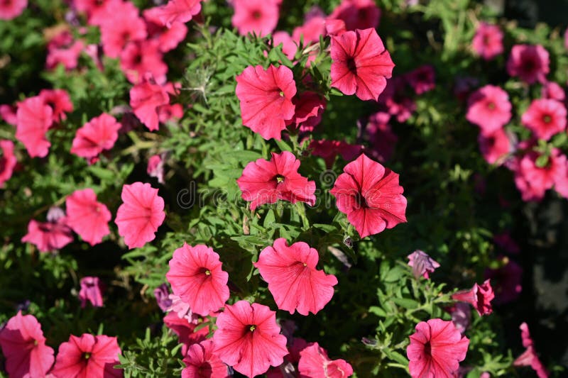 Bright Red Pink Petunia Flowers Close-up Stock Photo - Image of ...