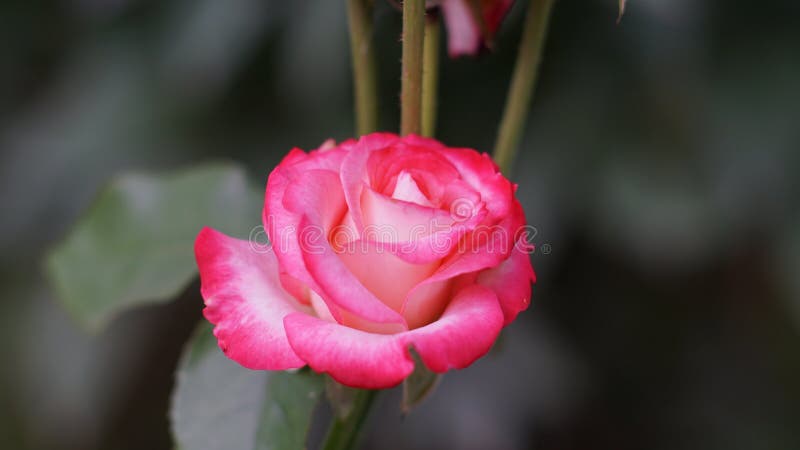Bright Red and Pink Roses at the Garden. Stock Photo - Image of roses ...