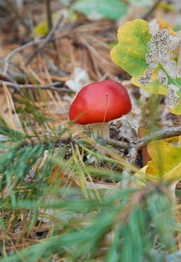 Bright Red Poisonous Fly Amanita in the Forest Stock Image - Image of ...