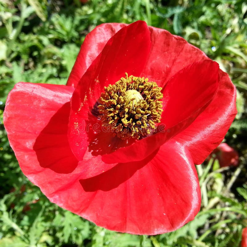 Bright red poppy stock photo. Image of wwii, bright, france - 57329082