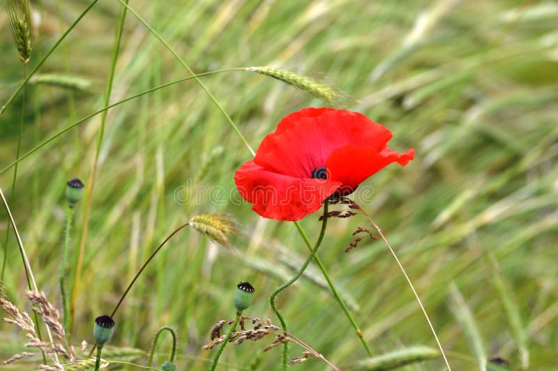 Bright Red Poppy in the Field Stock Image - Image of poppy, bright ...