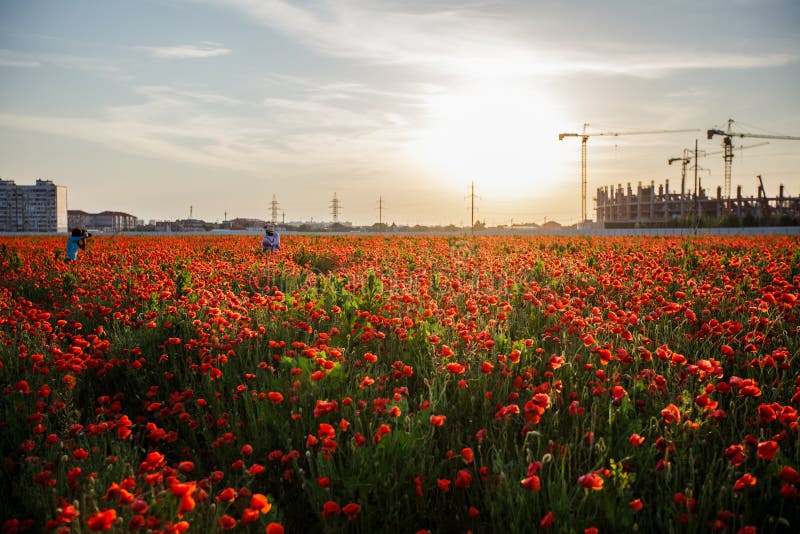 Bright Red Poppy Field in Front of a Large Stadium Under Construction ...