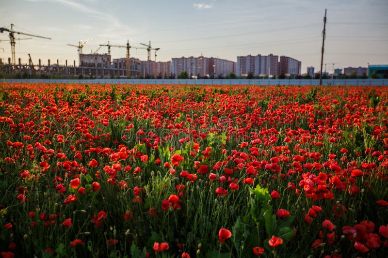 Bright Red Poppy Field in Front of a Large Stadium Under Construction ...
