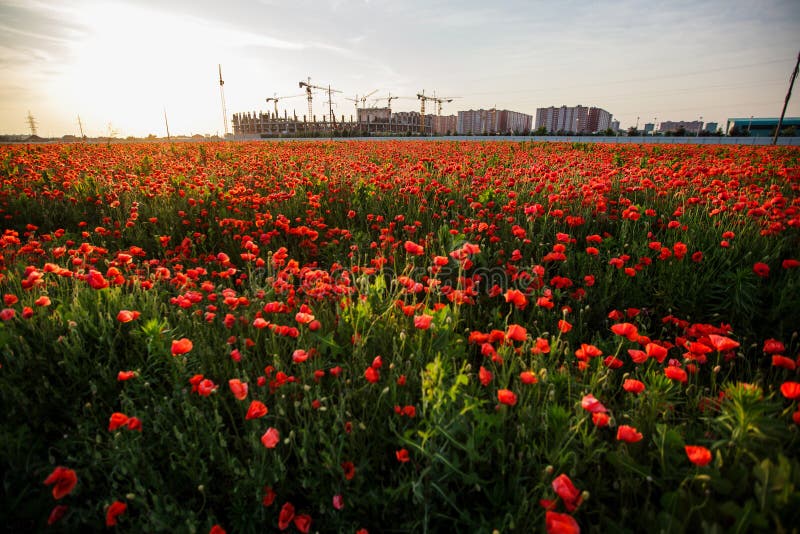 Bright Red Poppy Field in Front of a Large Stadium Under Construction ...