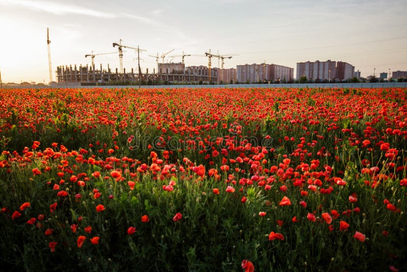 Bright Red Poppy Field in Front of a Large Stadium Under Construction ...