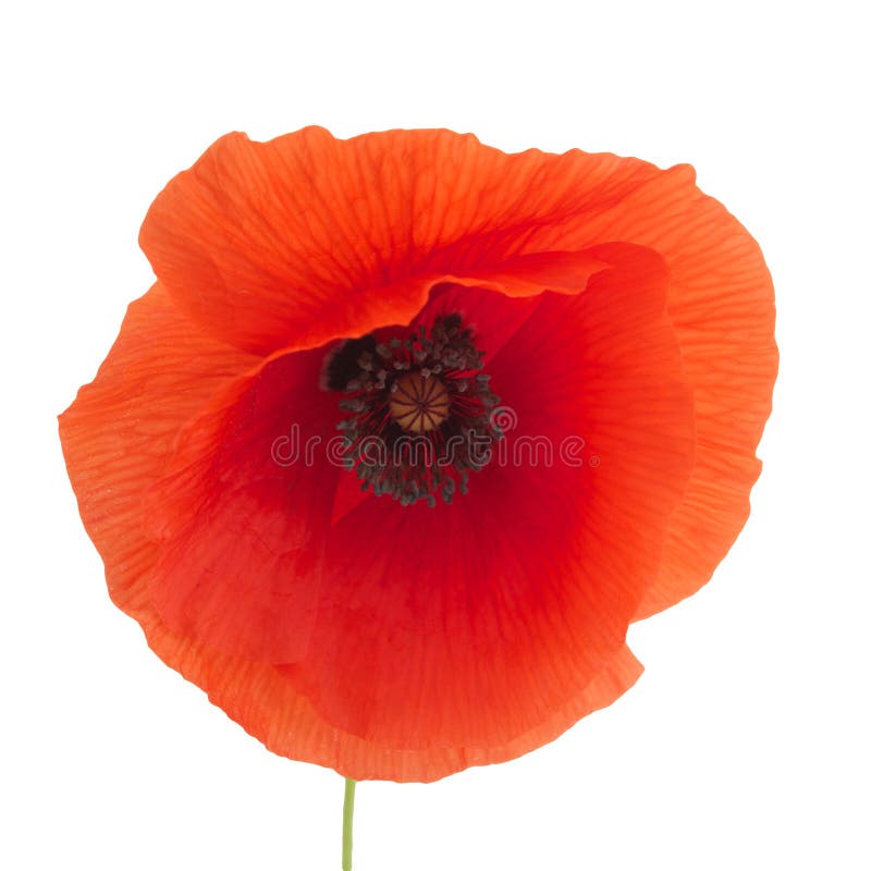 Bright Red Poppy Flower Isolated on White Stock Image - Image of ...