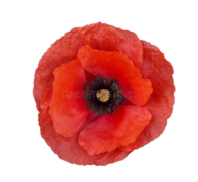 Single Red Poppy Isolated on White Background.Top View Stock Photo ...