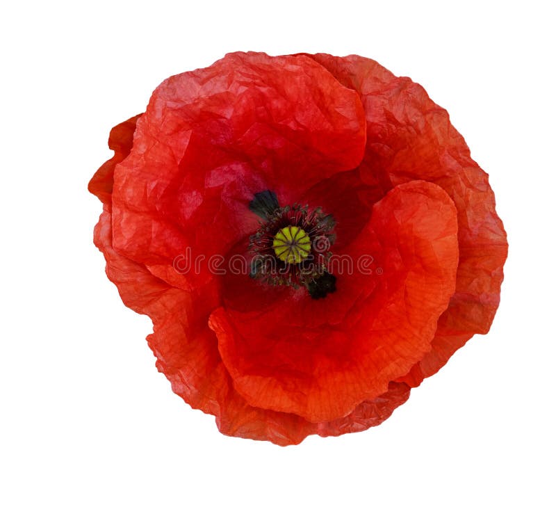 Single Red Poppy Isolated on White Background.Top View Stock Photo ...