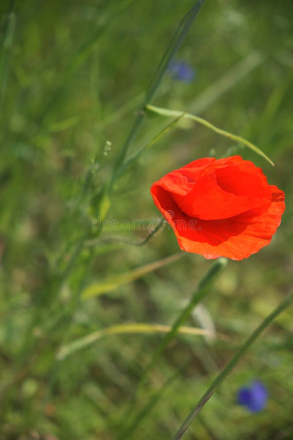 Bright Red Poppy Flower. Wild Flower with Red Petals Stock Photo ...