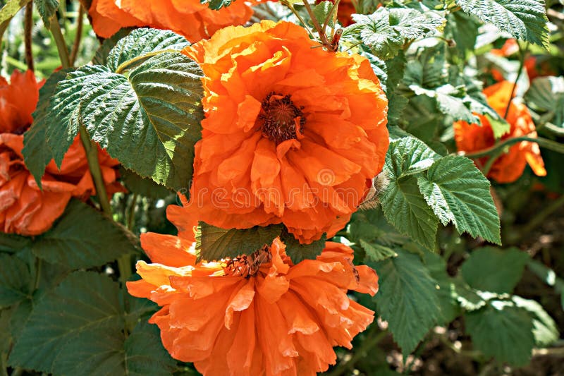 Bright Red Poppy Flowers, Fully Opened in the Sun. May. Spring Stock ...