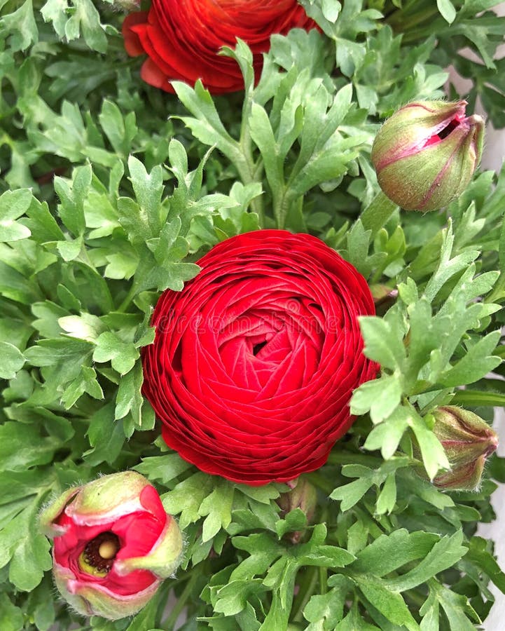 Red Ranuncula Stock Photos - Free & Royalty-Free Stock Photos from ...