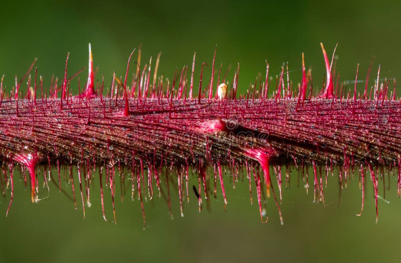 Angry Red Thorny Branch on Green Background Stock Image - Image of ...