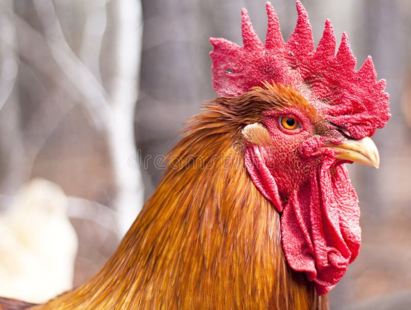 Bright Red Rhode Island Red Stock Photo - Image of island, rooster ...