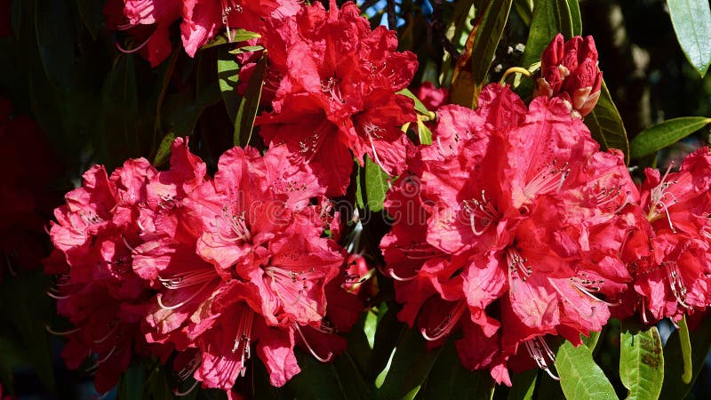 Bright Red Rhododendron Blossoms in the Spring Sunlight Stock Photo ...