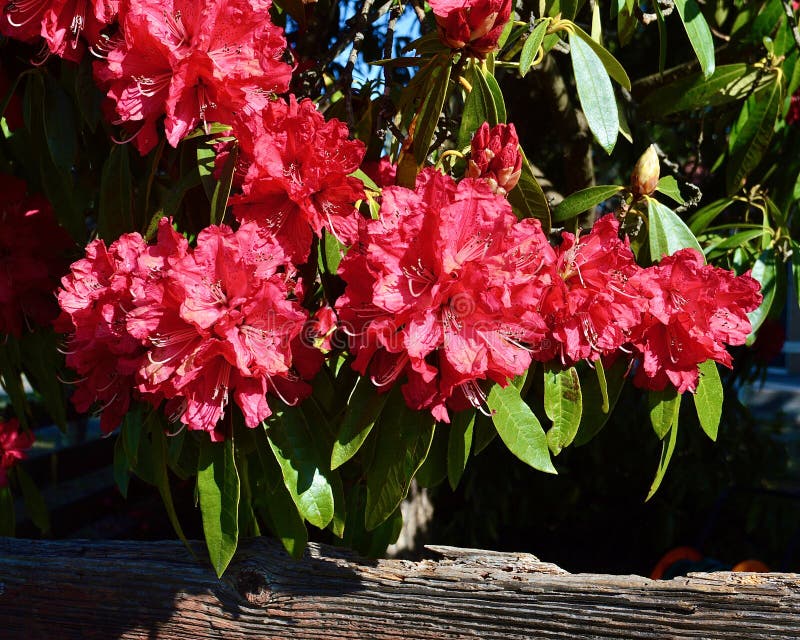 Bright Red Rhododendron Blossoms in the Spring Sunlight Stock Image ...