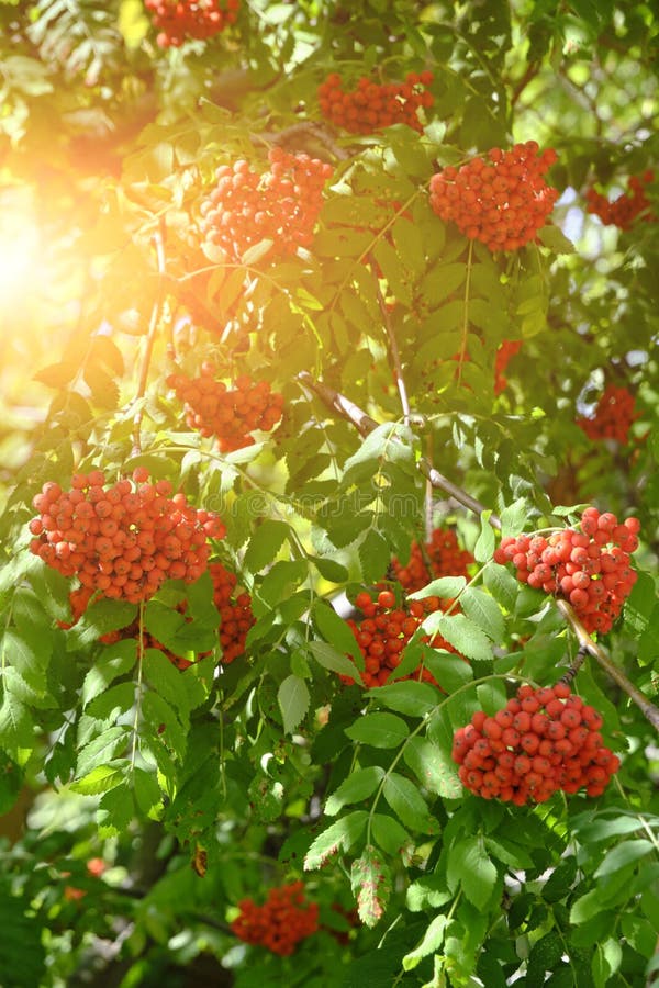 Bright Red Ripe Mountain Ash and Green Foliage in Sunlight Stock Image ...