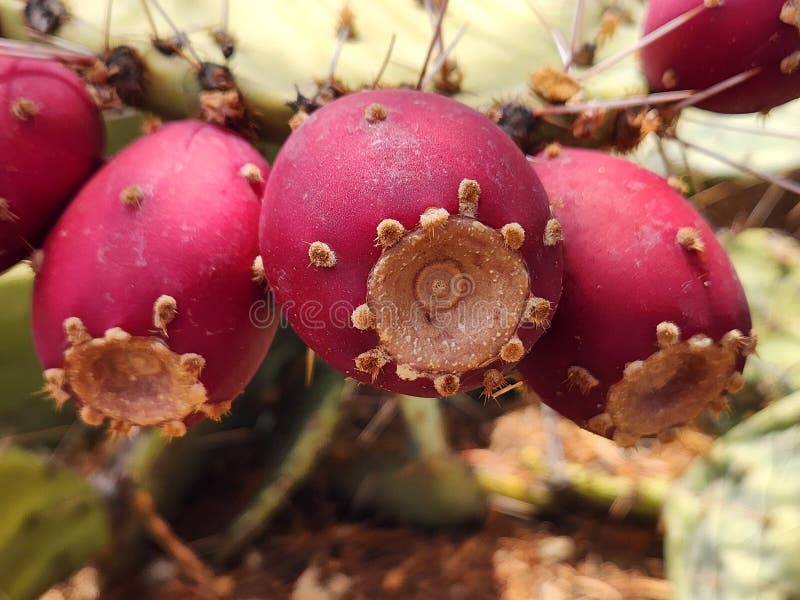 Bright Red Ripe Prickly Pear Cactus Fruits Stock Image - Image of ...