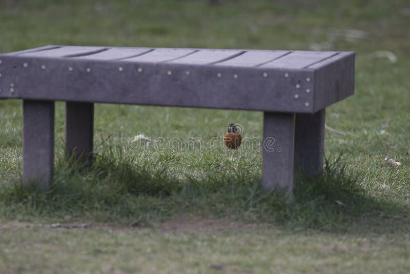 Bright Red Robin Standing in the Grass Behind a Park Bench Stock Photo ...