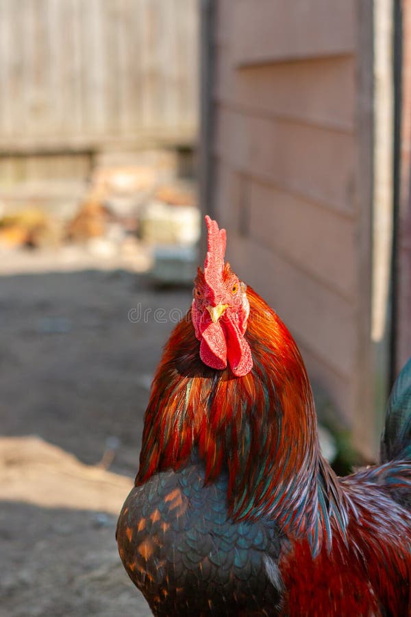 A Bright Red Rooster in a Private Courtyard on a Farm Stock Photo ...