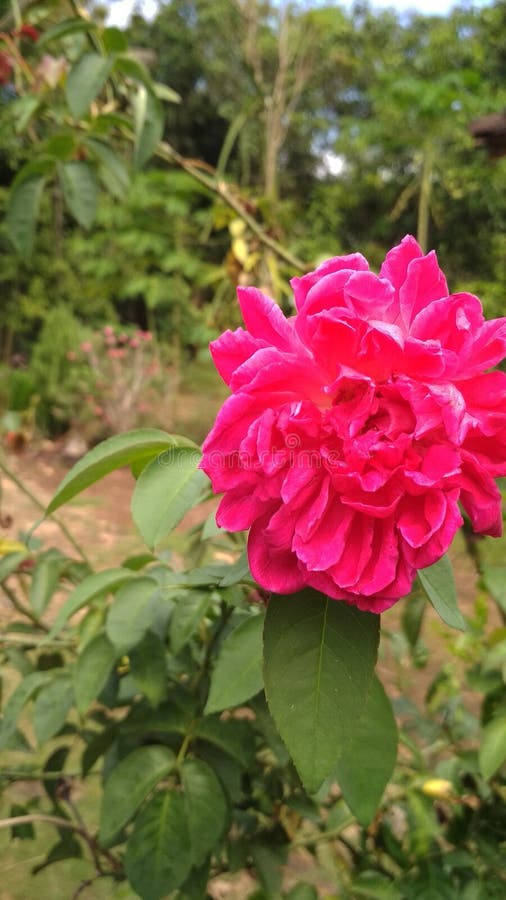 Bright red rose stock image. Image of bouquet, pink - 184929683