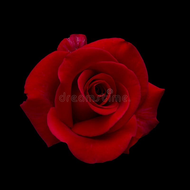 Bright Red Rose is on Black Background Stock Image - Image of petal ...