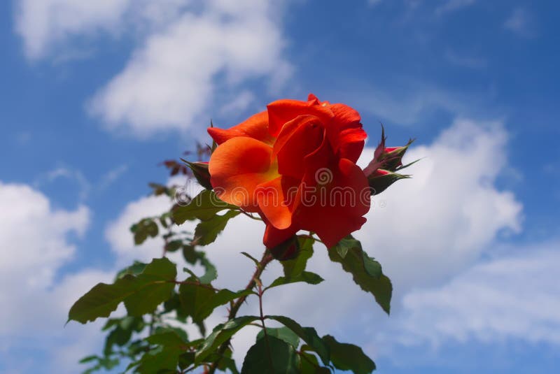 Bright red rose stock image. Image of white, love, romance - 241723477