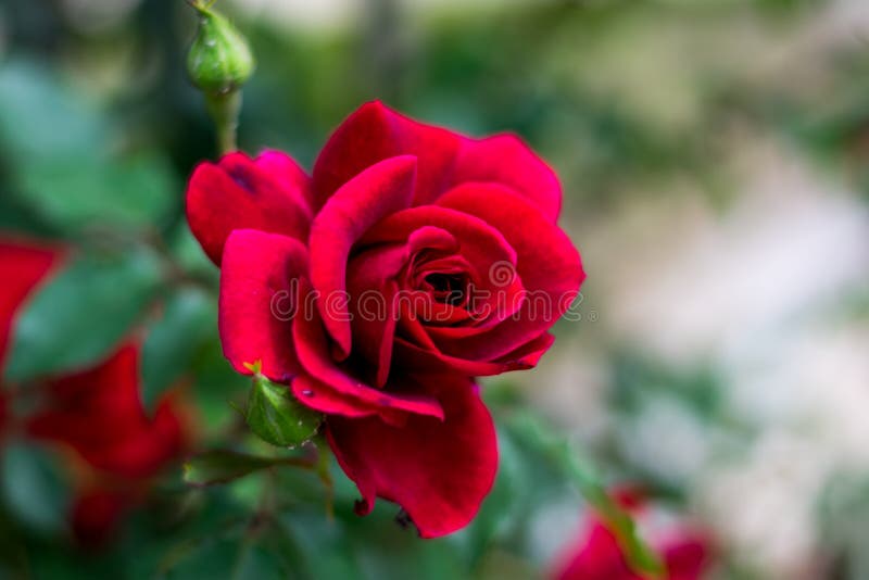 A bright red rose stock image. Image of nature, rosa - 119269751