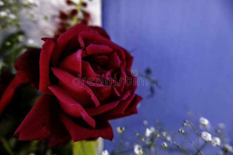 Bright red rose stock image. Image of fresh, anniversary - 240933867