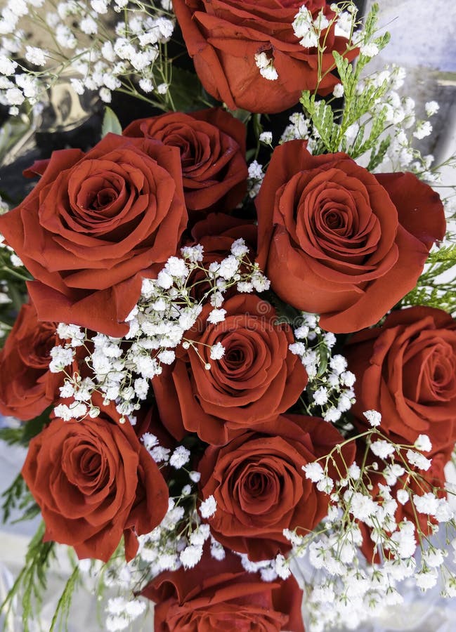 Bright red rose stock photo. Image of closeup, botany - 243384218