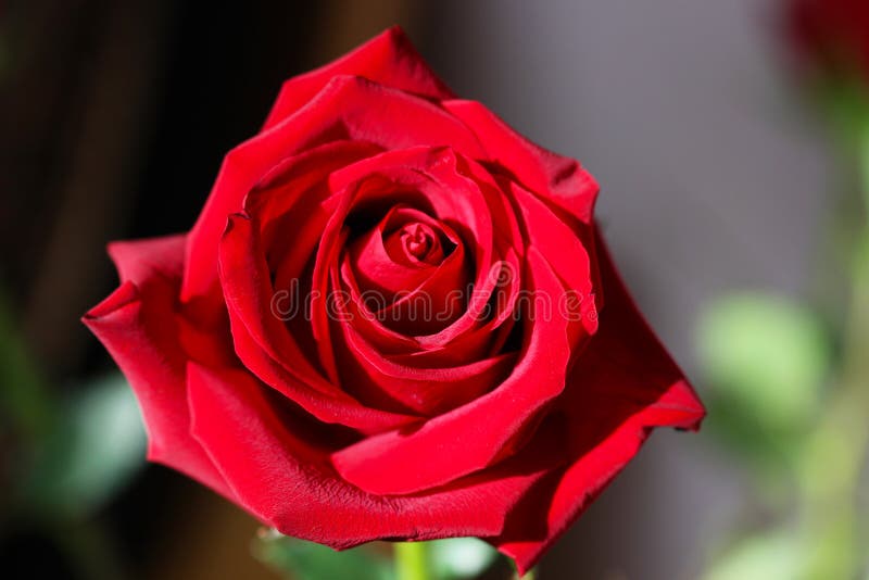 Bright Red Rose Bud stock image. Image of nature, flower - 111374399