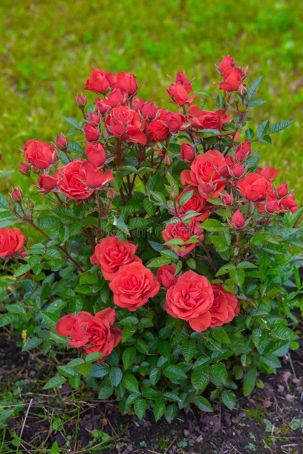 Bright red rose Bush stock photo. Image of gardener, botany - 98926262