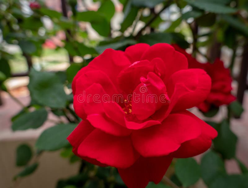 Bright Red Rose on Rose Bush Stock Photo - Image of decoration, beauty ...
