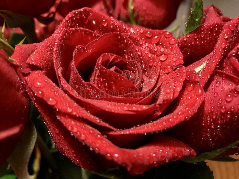 Red rose with droplets stock image. Image of color, drops - 99724889