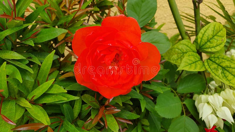 Bright Red Rose Flower in Full Bloom Stock Photo - Image of bloom ...