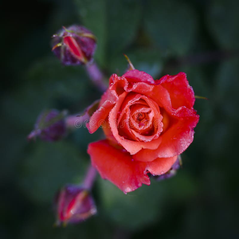 Bright Red Rose Flower among Unopened Buds Stock Image - Image of dark ...
