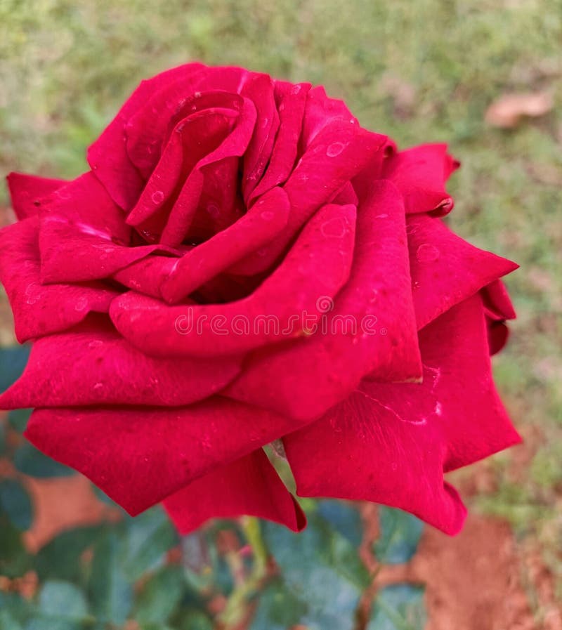 A Bright Red Rose in Full Bloom in a Mysore Based Park Stock Photo ...