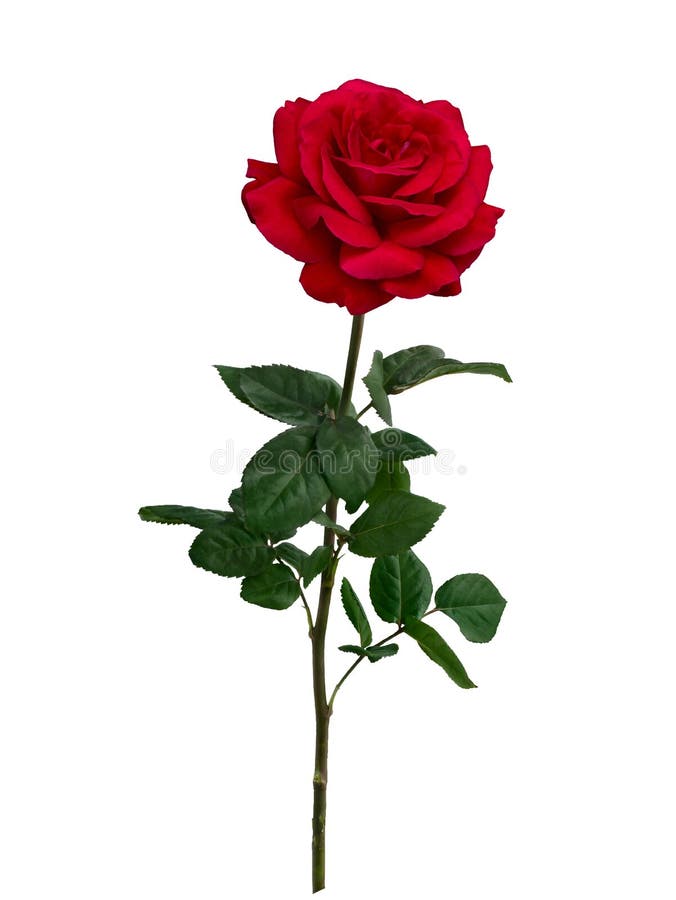 Bright Red Rose with Green Leaves Isolated on White Stock Photo - Image ...