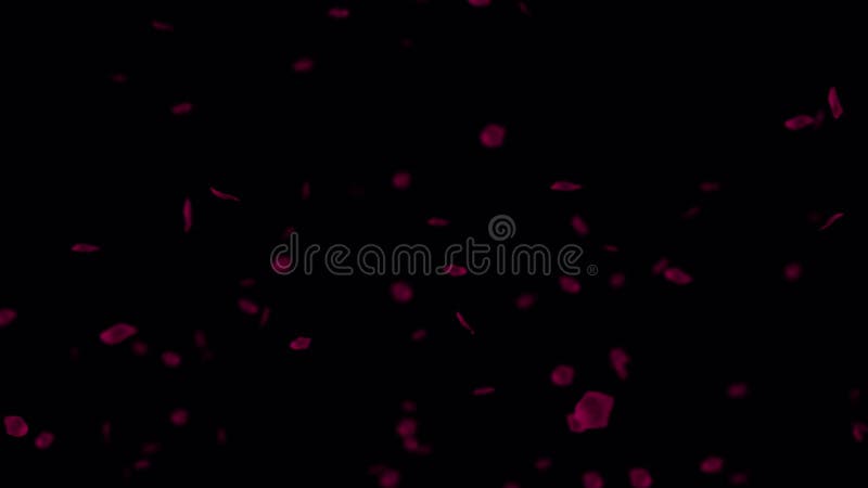 The Petals of Red Roses Fall Smoothly on the Black Stock Footage ...