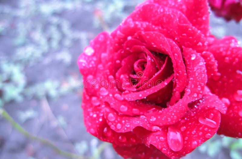 Bright Red Rose in Raindrops Stock Image - Image of flora, romance ...