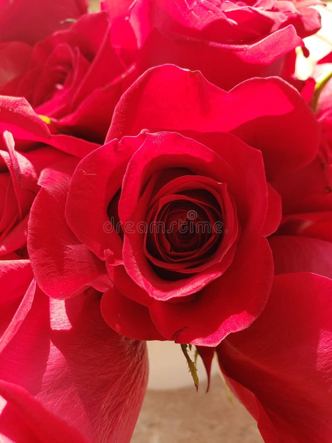 Bright Red Rose S in Full Bloom in a Bouquet Stock Photo - Image of ...