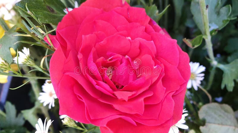 Bright Red Rose Solo Flower Stock Image - Image of flower, bright ...