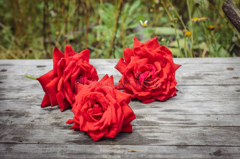 Bright red rose stock photo. Image of freshness, beauty - 75072070