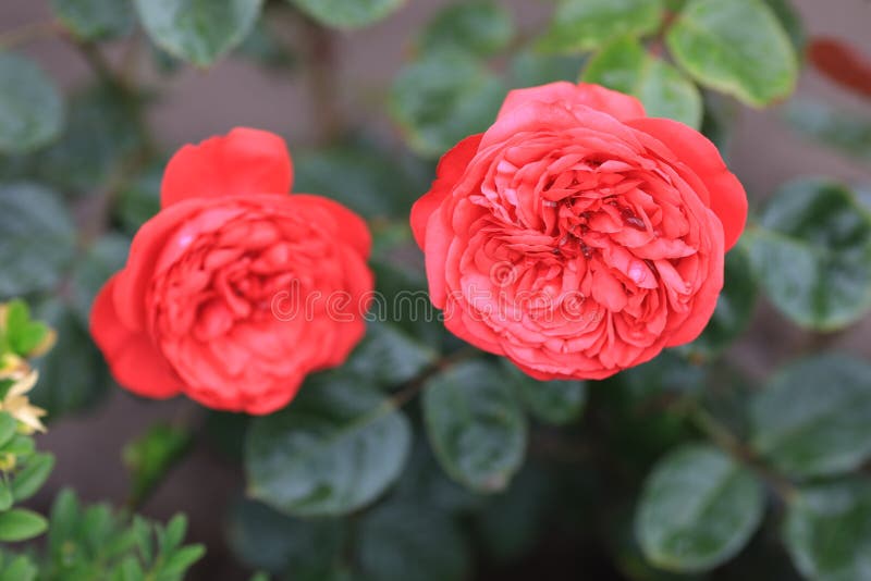 Bright, red rose stock image. Image of flower, valentine - 102763993
