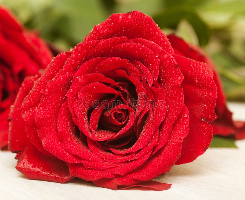 Bright Red Rose with Water Drops Stock Image - Image of petal ...