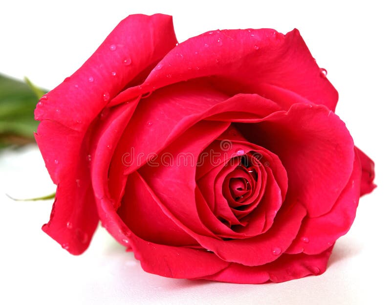 Bright Red Rose with Water Drops on Light Background Stock Image ...
