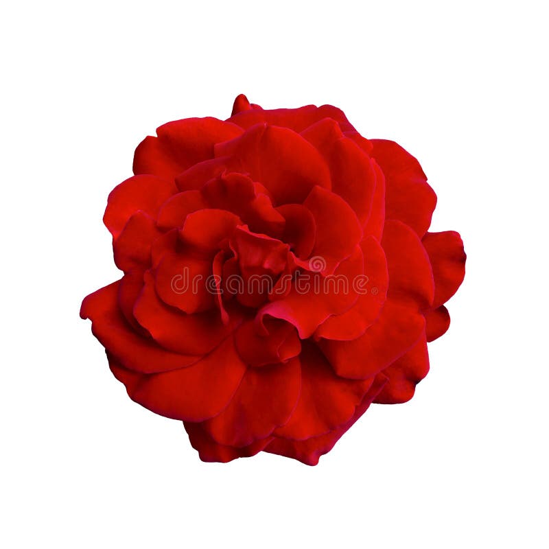 Bright Red Rose is on White Background Stock Image - Image of elegance ...