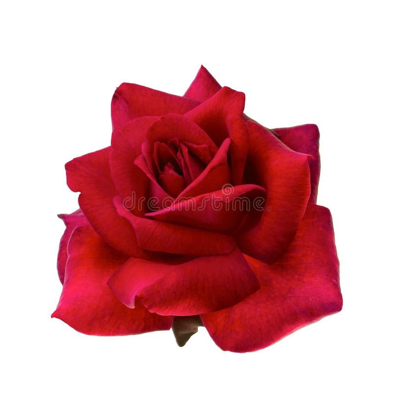 Bright Red Rose is on White Background Stock Image - Image of nature ...